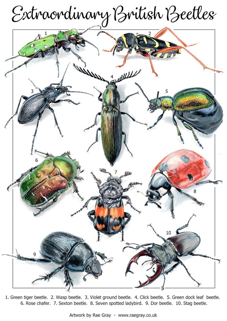 A3 Poster Extraordinary British Beetles Nature Wildlife - Etsy