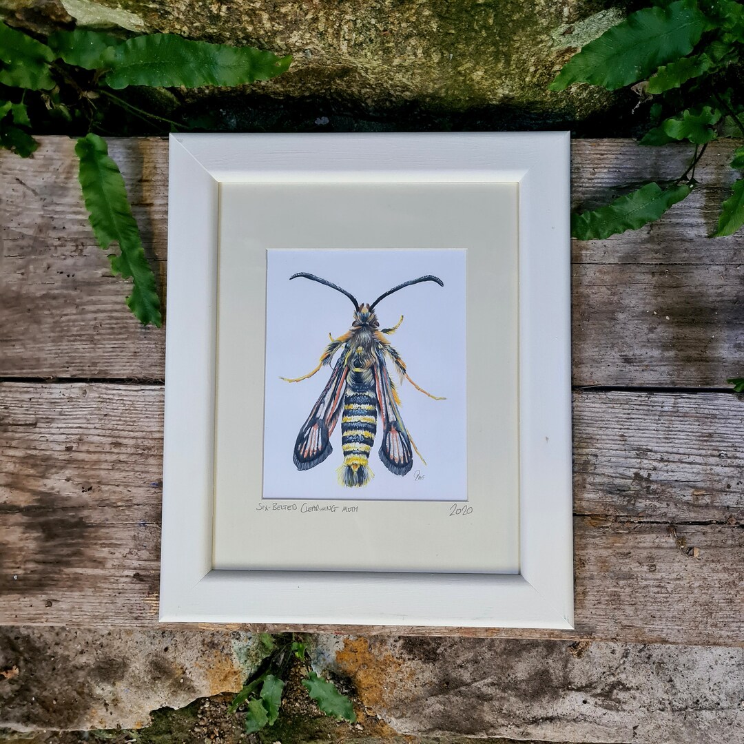 Original Artwork: Six Banded Clearwing Moth. Mounted and - Etsy