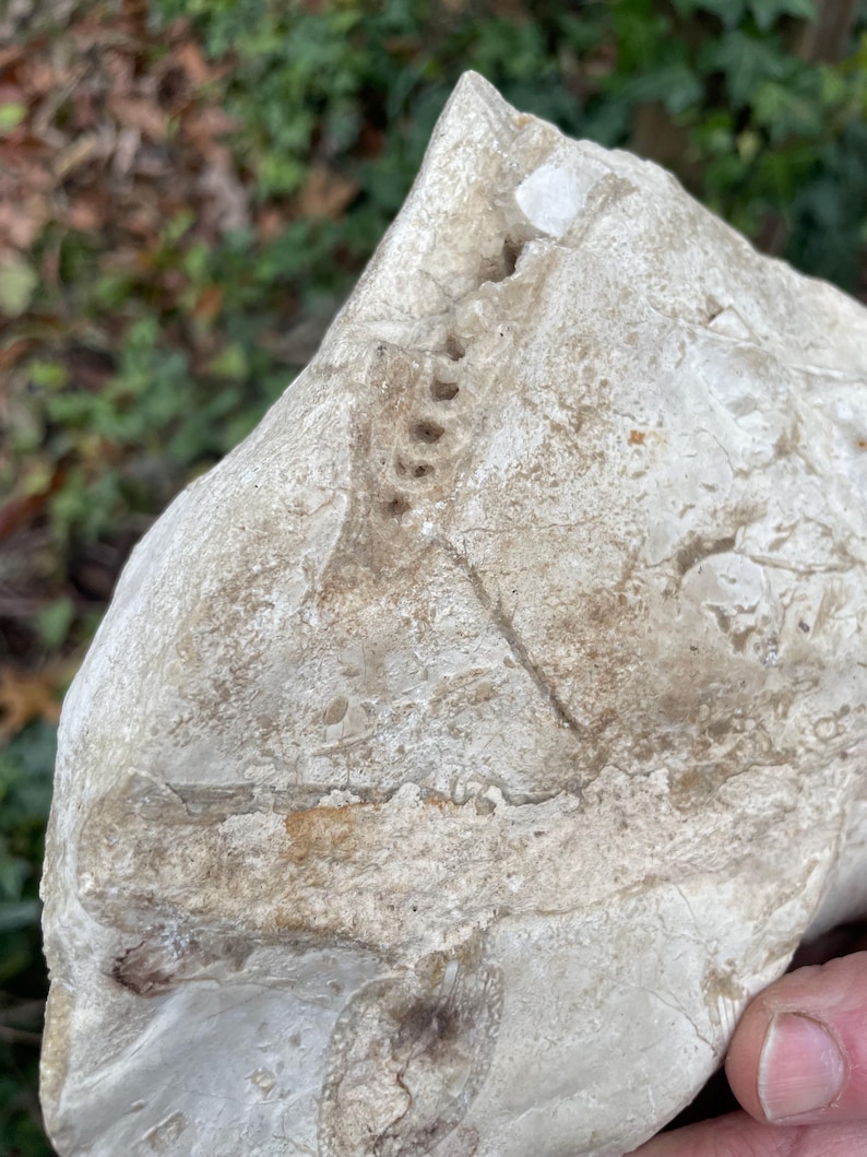 Fossil Slab of Ocean Life - Etsy