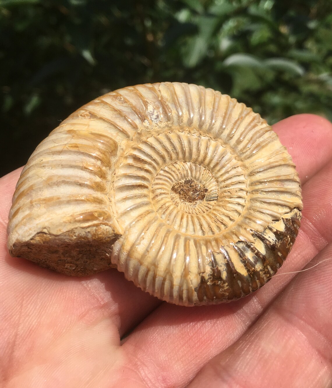 Fossilized Ammonite Shell - Etsy