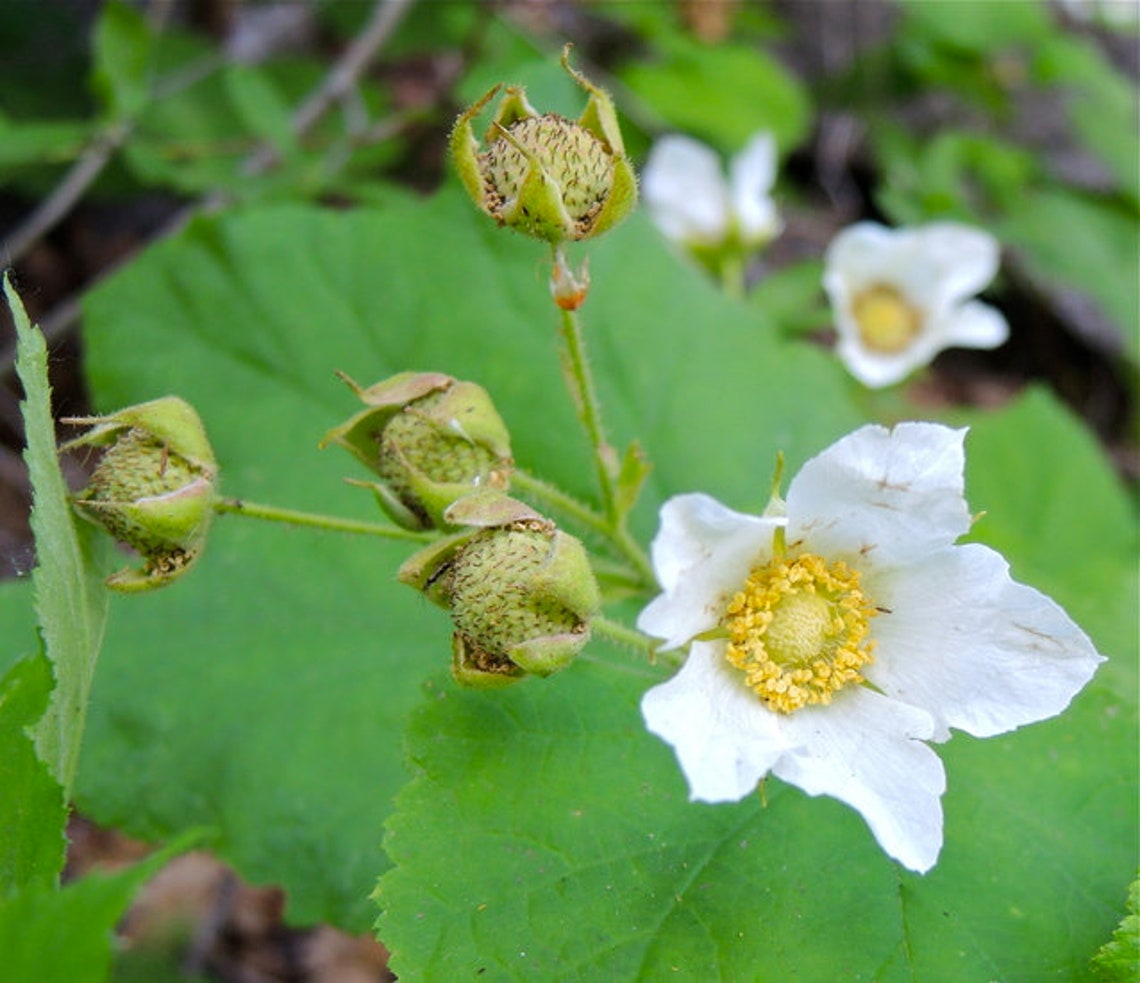 Organically Grown Thimbleberry (rubus Parviflorus), Live Plant, Bare ...