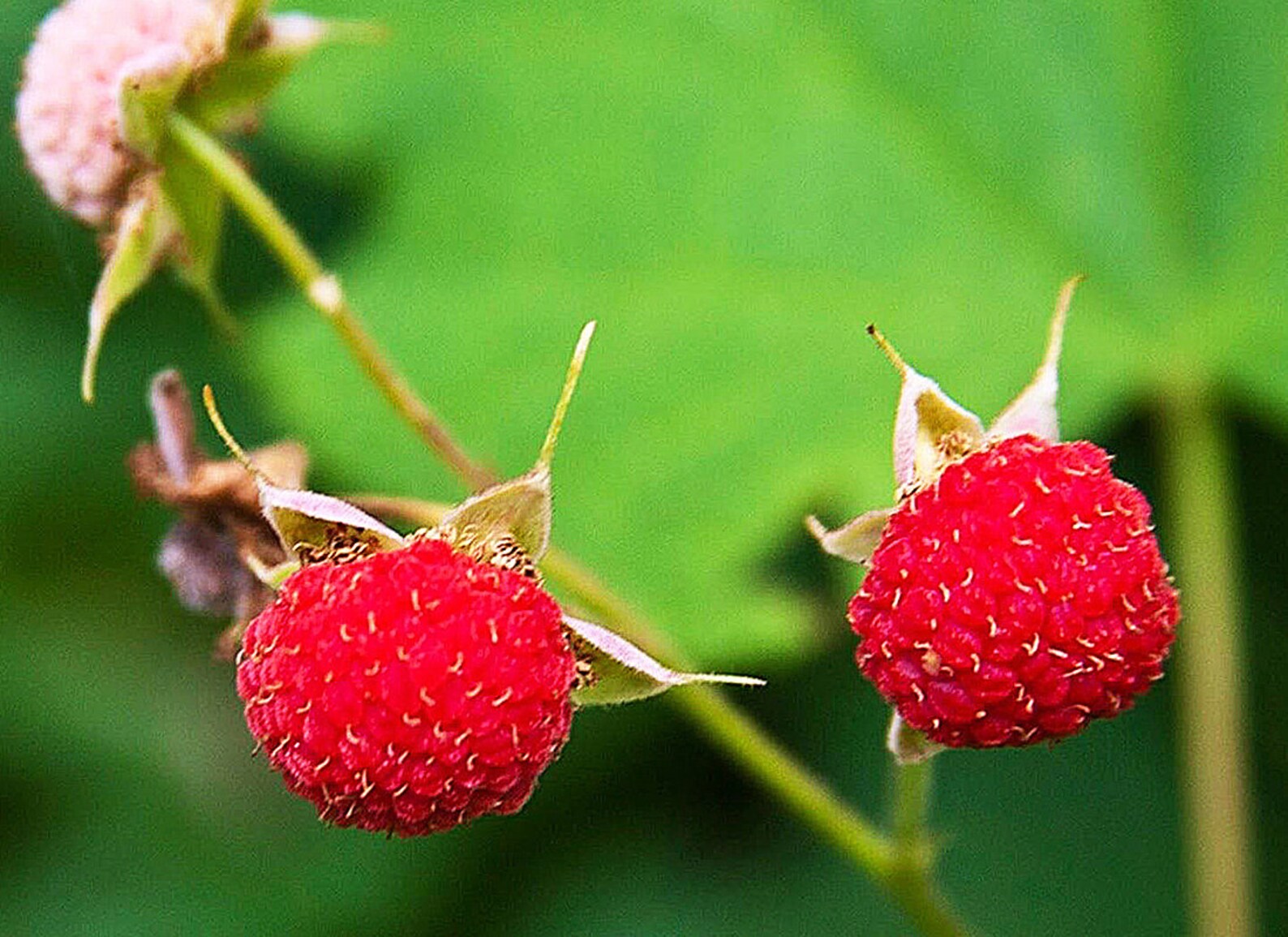 Organically Grown Thimbleberry (rubus Parviflorus), Live Plant, Bare ...