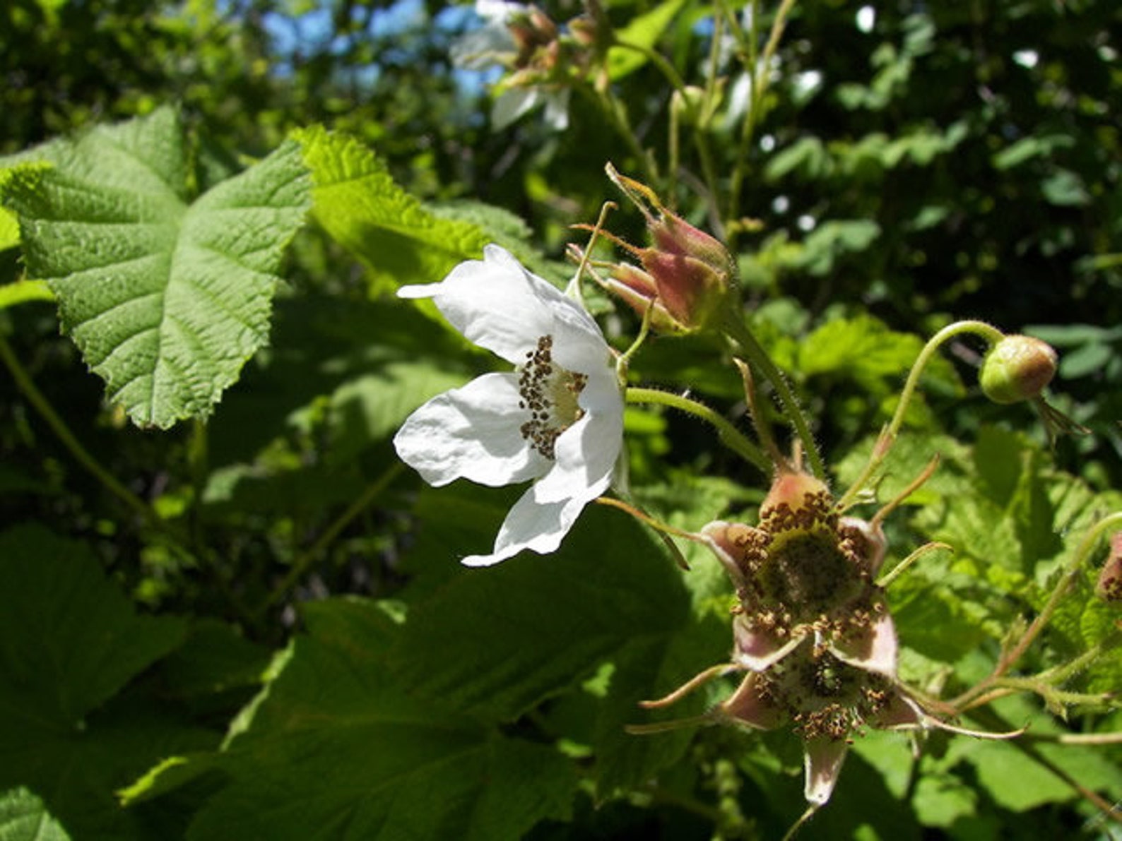 Organically Grown Thimbleberry (rubus Parviflorus), Live Plant, Bare ...