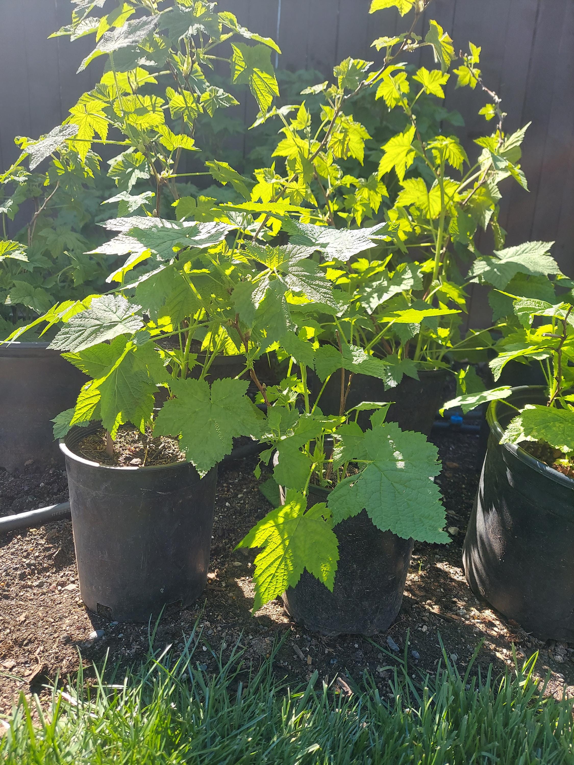 Organically Grown Thimbleberry (rubus Parviflorus), Live Plant, Bare ...