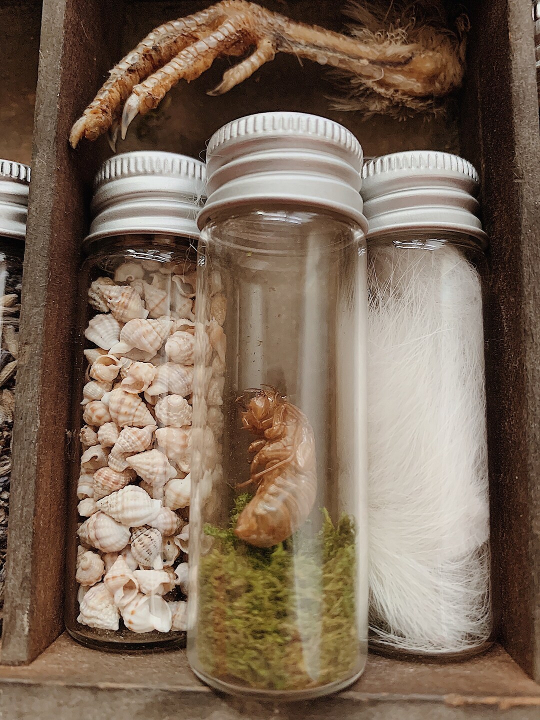 Set of Oddity and Curiosity Vials, Oddity Jars, Curiosities in Glass ...