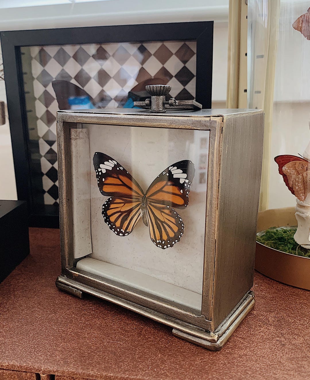 Monarch Butterfly Display, Butterfly Shadow Box, Entomology, Preserved ...