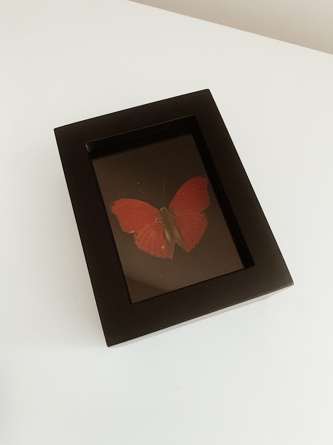 Blood Red Butterfly Display, Butterfly Shadow Box, Cymothoe Sangaris ...