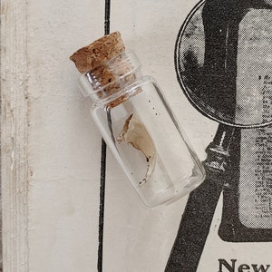 Tiny Specimens, Micro Specimen Vials, Small Specimen Collection, Animal ...