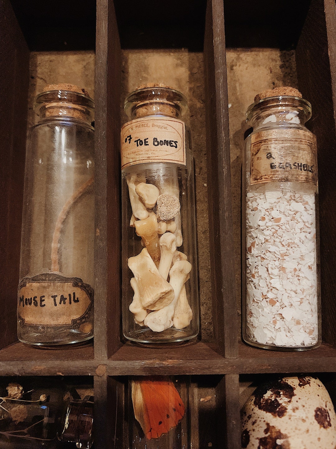Toe Bones in Jar, Oddity and Curiosity Vials, Toe Bones, Oddity Jars ...