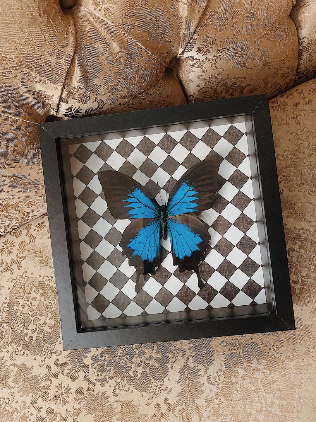 Framed Blue Butterfly, Swallowtail, Cabinet of Curiosities, Real ...