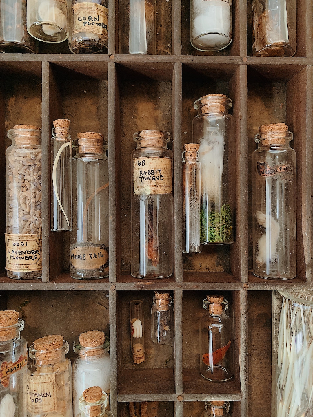 Rabbit Tongue in Jar, Oddity and Curiosity Vials, Rabbits Tongue ...
