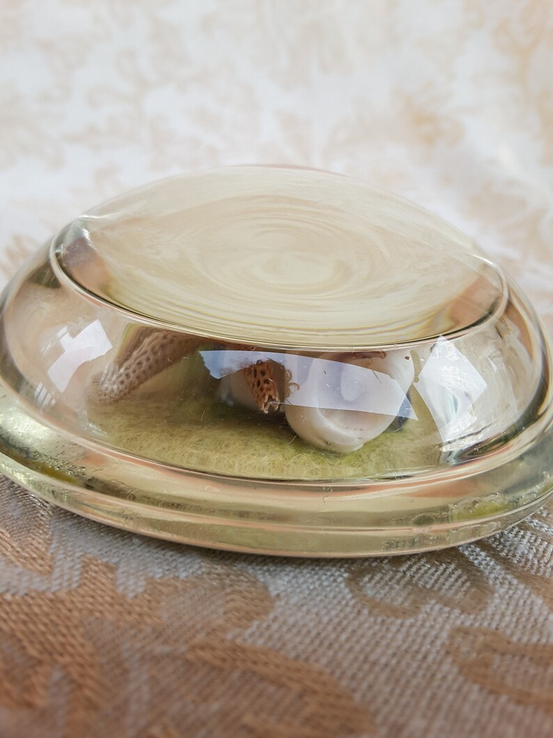 1950's Glass Paperweight Beautiful Starfish and Shells - Etsy