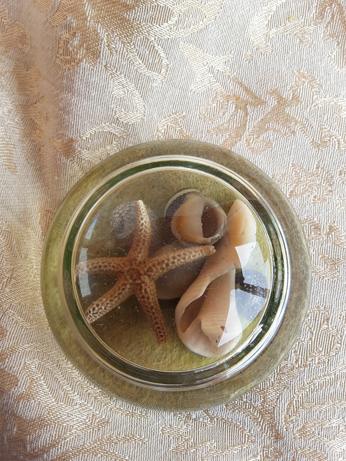 1950's Glass Paperweight Beautiful Starfish and Shells - Etsy