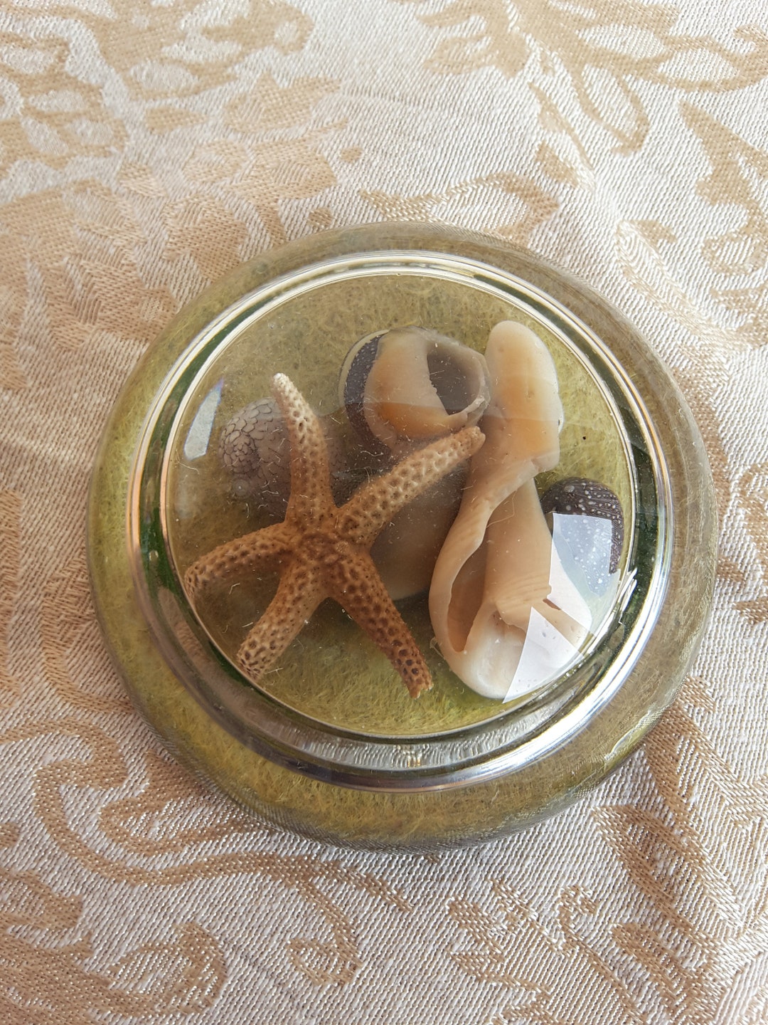 1950's Glass Paperweight Beautiful Starfish and Shells - Etsy