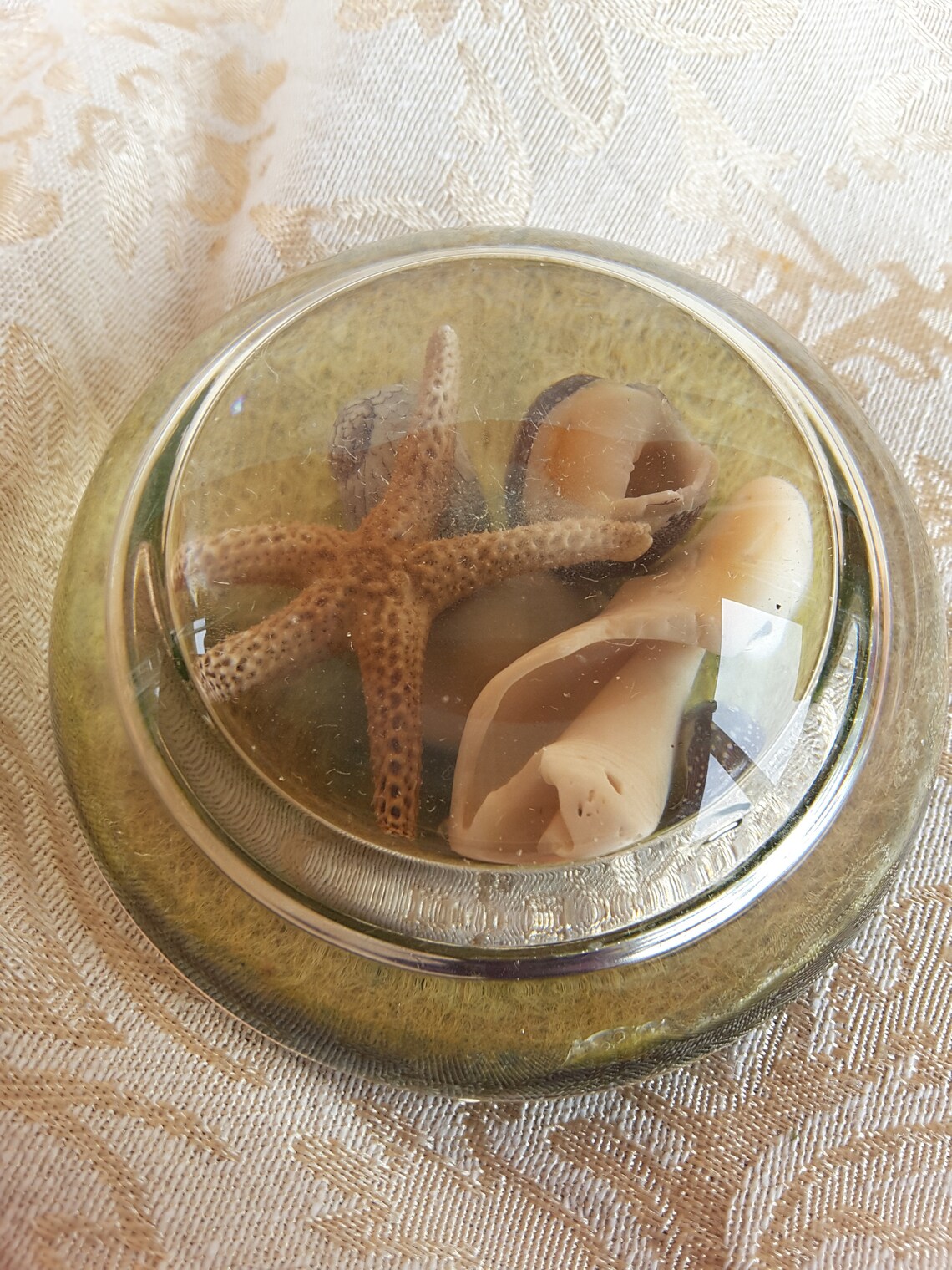1950's Glass Paperweight Beautiful Starfish and Shells - Etsy