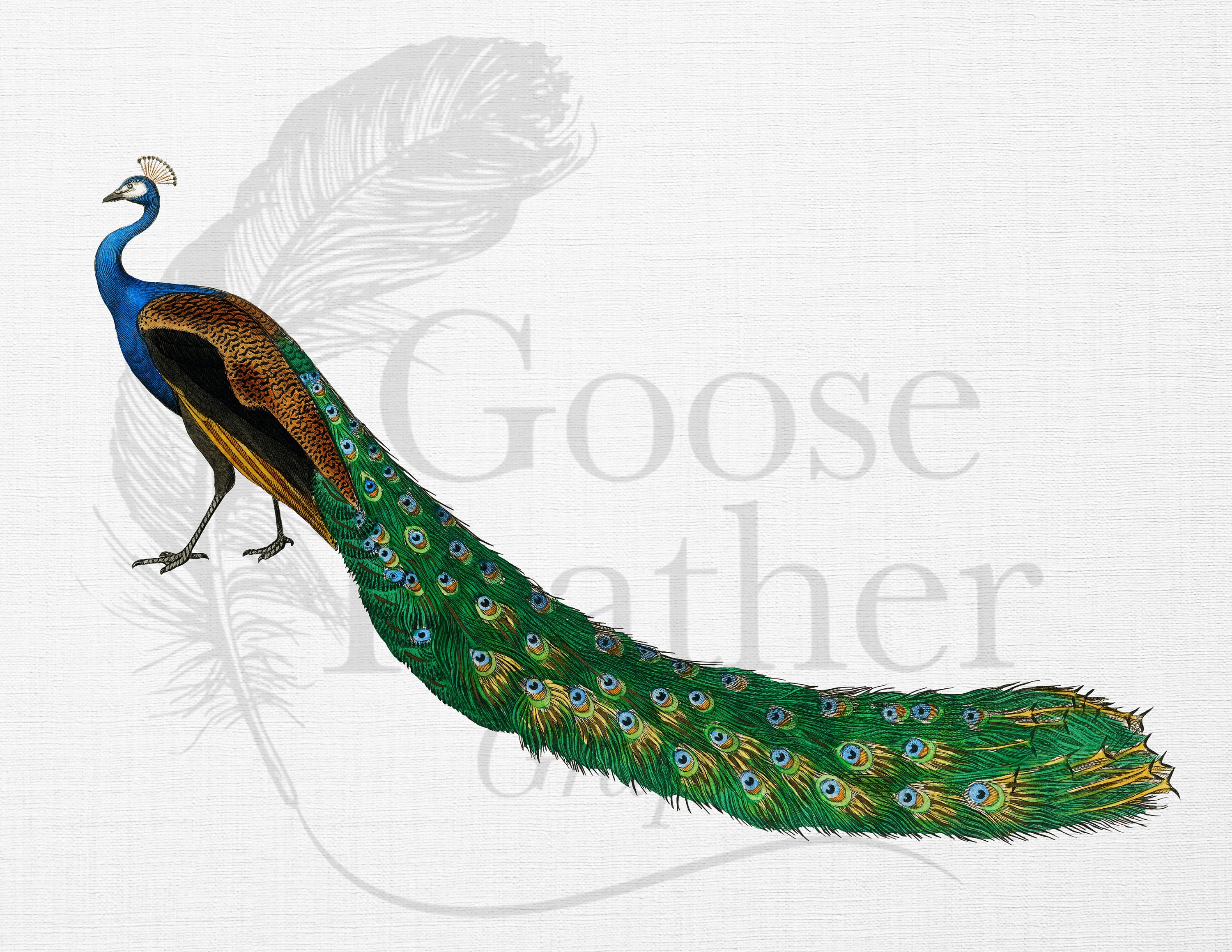 Vintage Peacock Clipart Bird Clipart And Png For Craft Etsy