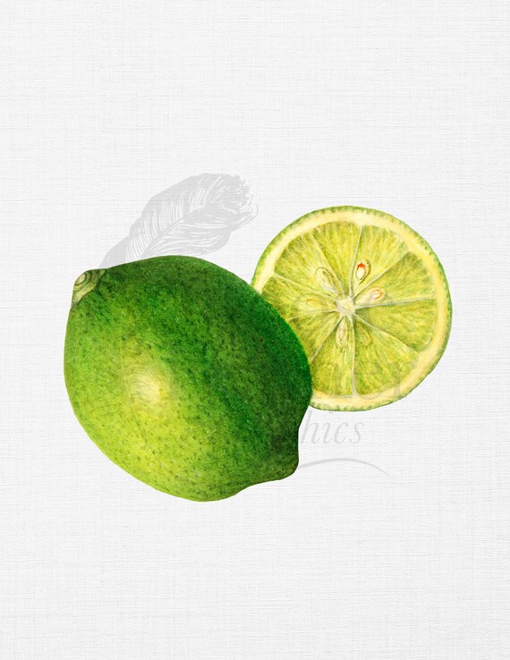 Lime Digital Printable Download Home Decor Wall Decor Home & Living ...