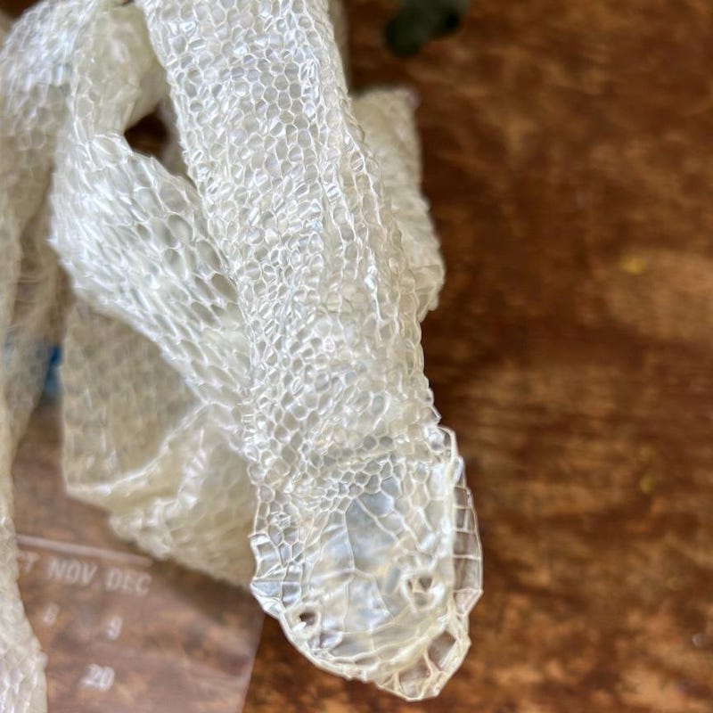 Snake Sheds - Etsy