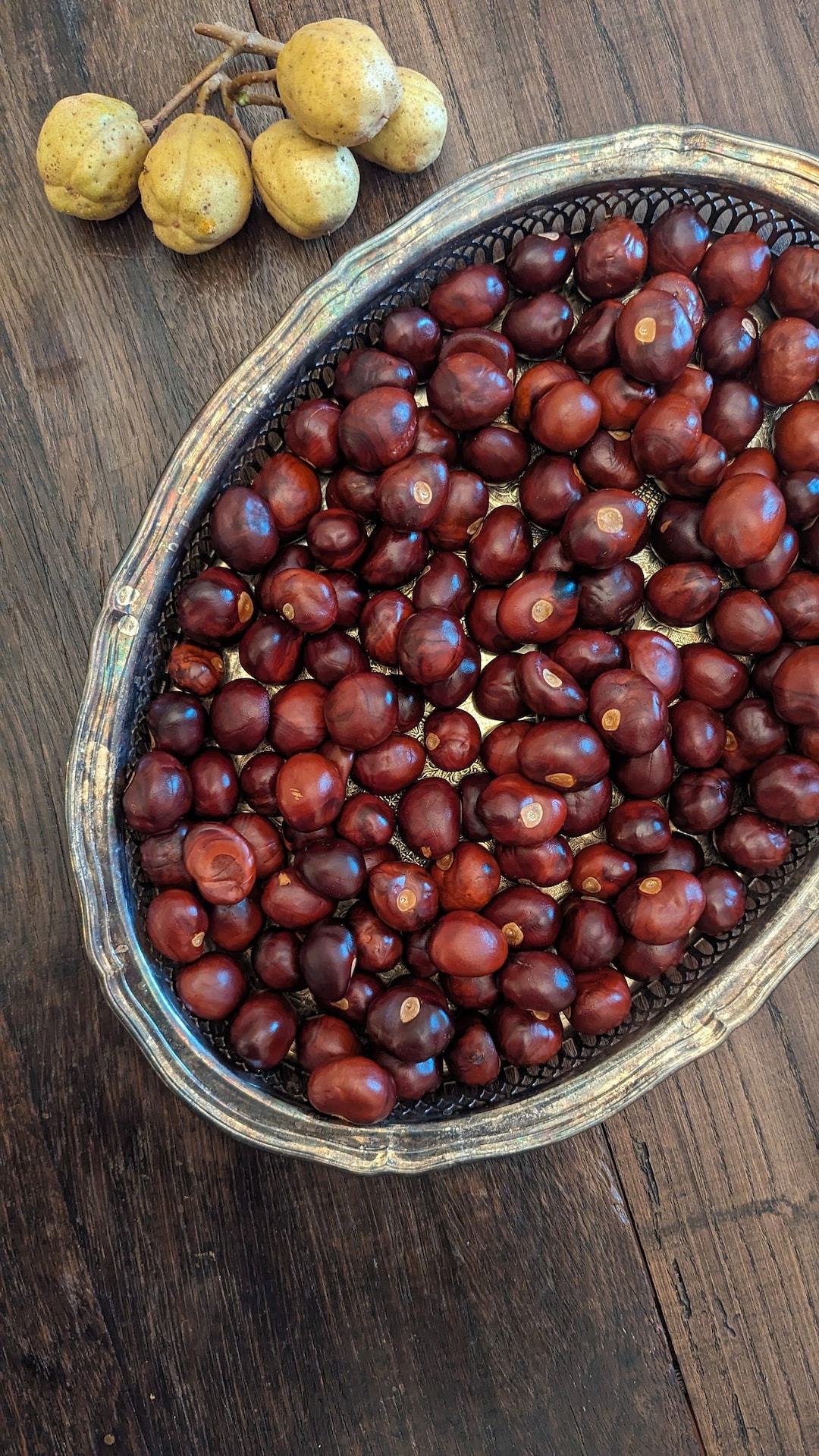 Buckeyes / Ohio Buckeye Nuts for Crafts / Decoration / Ohio State ...