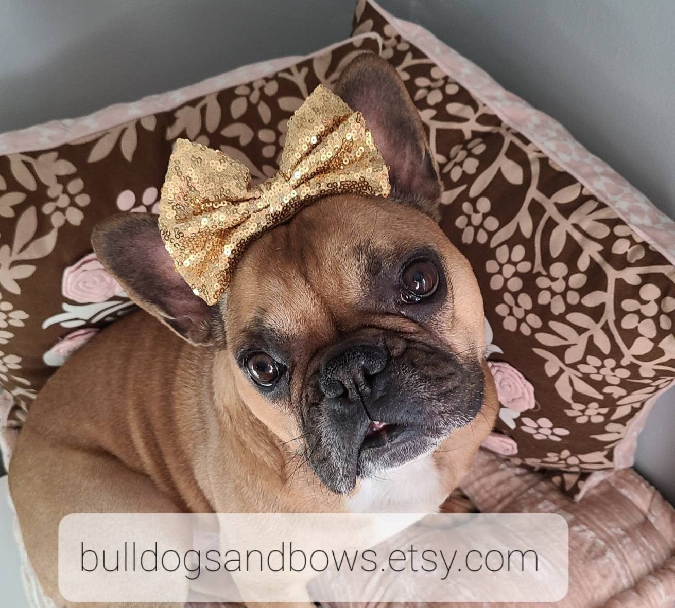 Glittering Gold Frenchie Bow - Sparkly Sequin Bows for Dogs - French ...