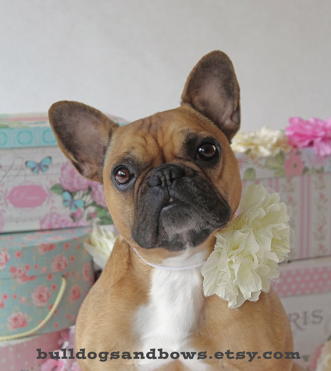 Lush Ivory Wedding Collar Flower for Dogs - Spring Ivory Dog Accessory ...