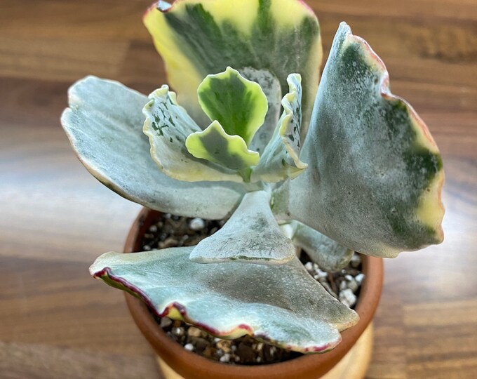 Cotyledon Undulata Variegata Korea Imported - Etsy