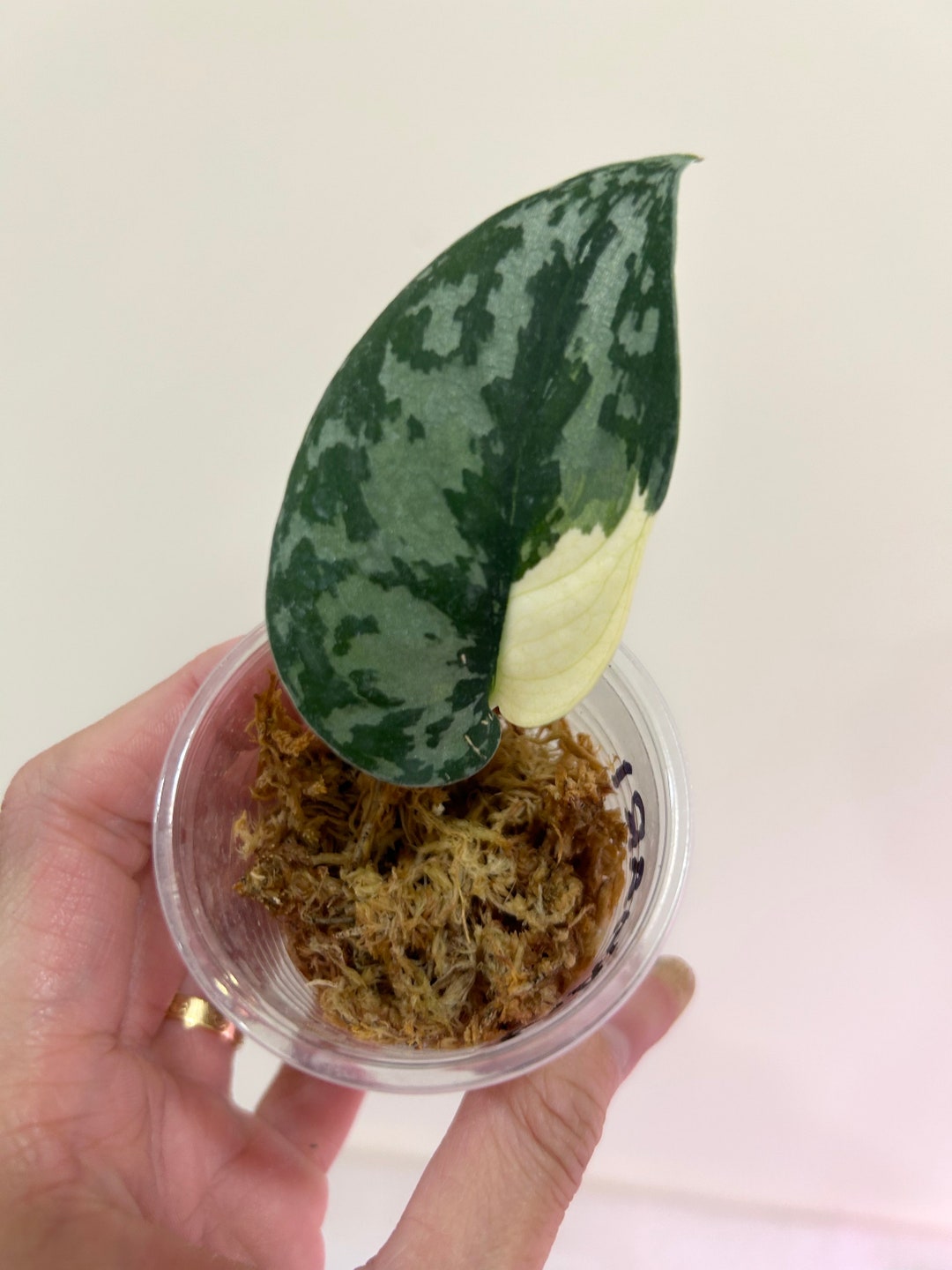 Scindapsus Mayari Variegated, Rare , Rooted , . Ship From Socal. - Etsy