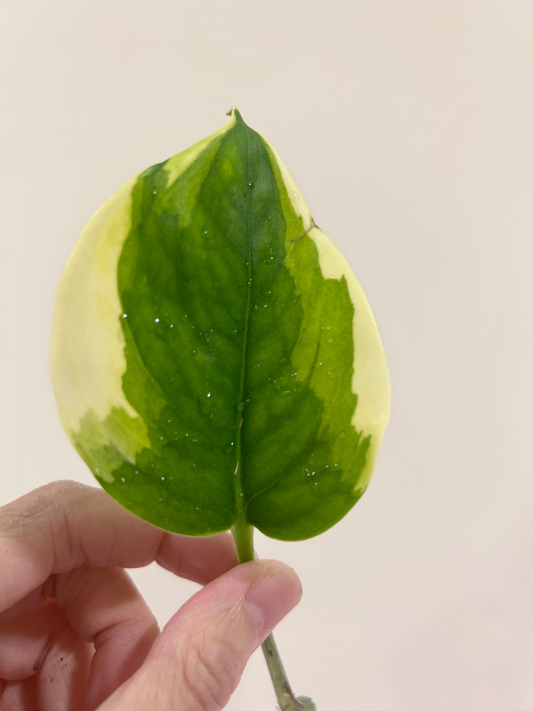 Rare Epipremnum Aureum/ Poosin New Manjula Mutant , Highly Var Rare ...