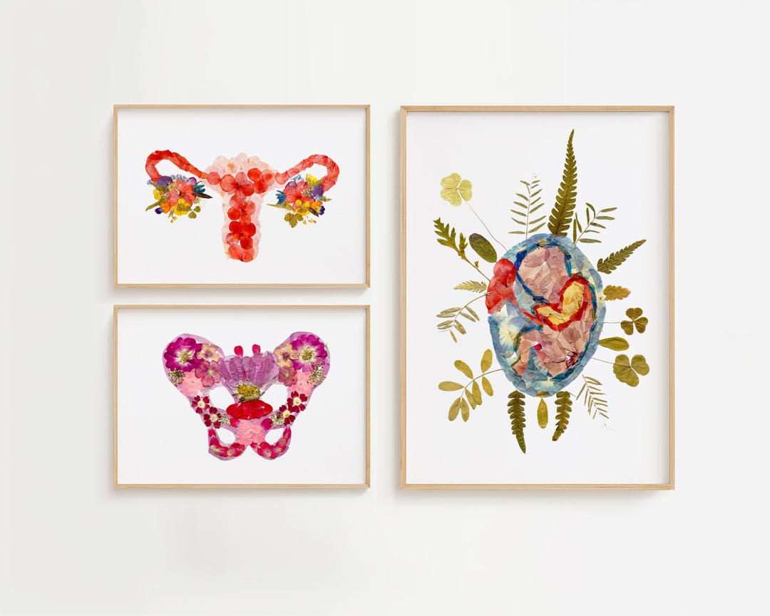 Female Reproductive System Wall Art Set – Uterus, Pelvis & Baby in Womb ...