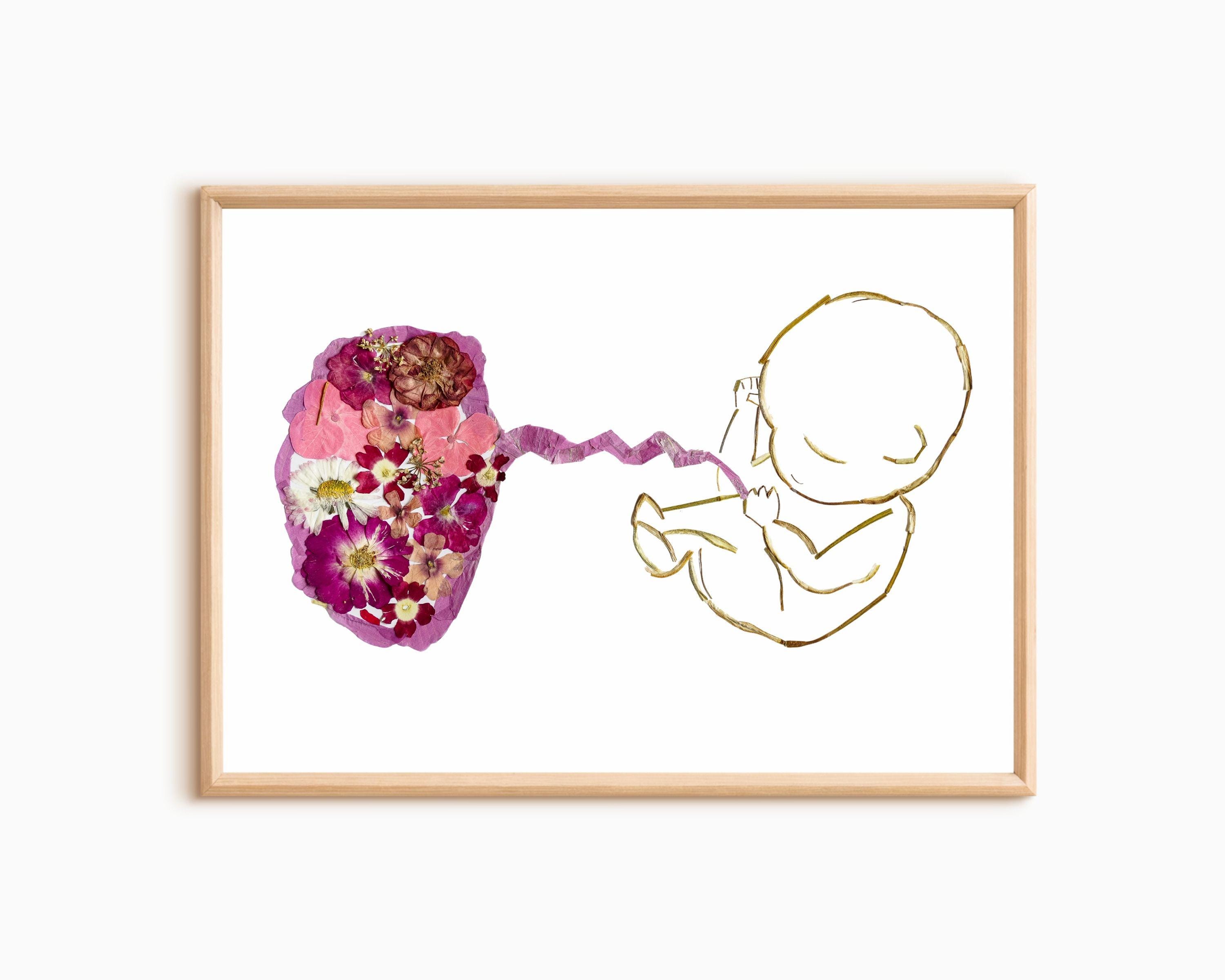 Pelvis, Baby With Placenta and Fetus in Womb Prints Female Reproductive ...