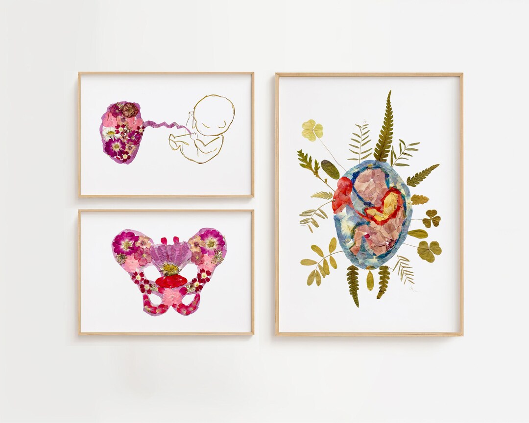 Pelvis, Baby With Placenta and Fetus in Womb Prints Female Reproductive ...