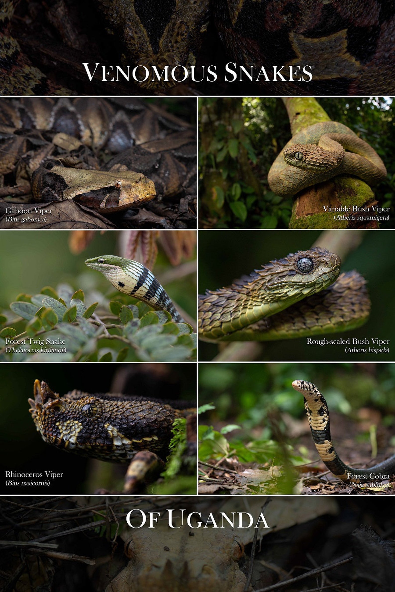 POSTER Venomous Snakes of Uganda | Etsy