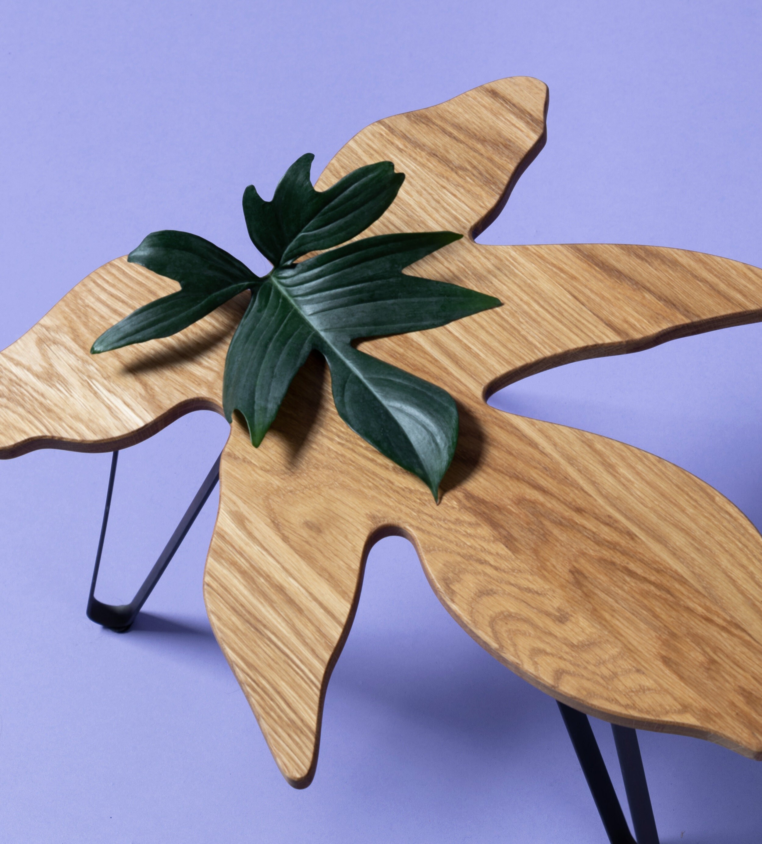 NEW Leaf Table Design Plant Table Philodendron Florida Pedatum Plant ...