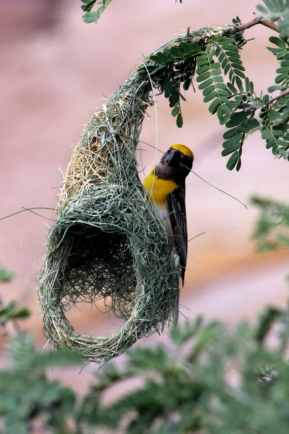 Weaver Bird Nest