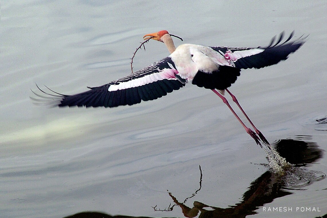 Painted Stroke Bird, Flying, Taking off From Water, Flying, Making Nest ...