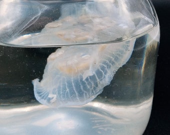 Jellyfish Specimen | Etsy