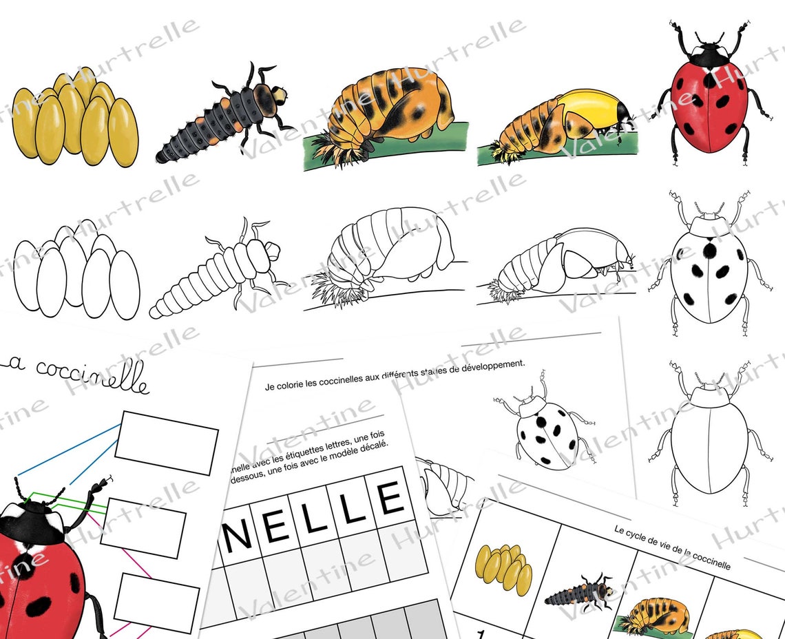 Cycles de vie : COCCINELLE et PISSENLIT - fichiers numériques - Etsy France