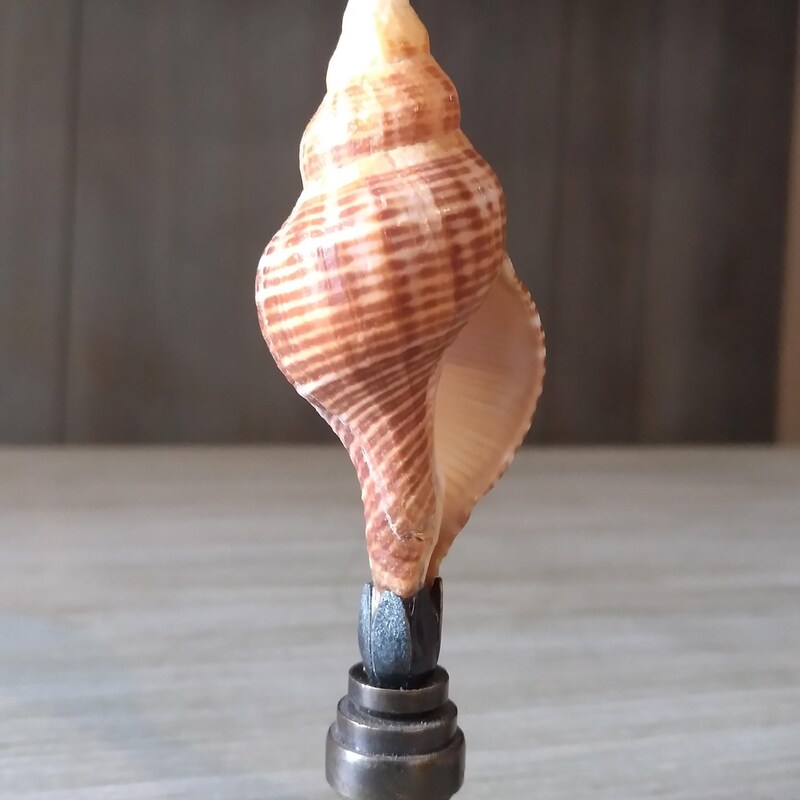 Shell Lamp - Etsy