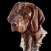 German Short Haired Pointer PNG File Digital Download Sublimation Image ...