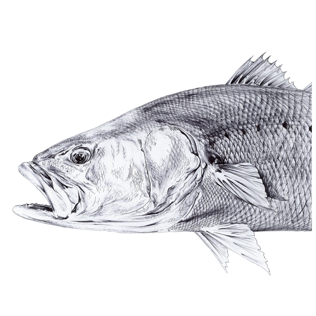 A3 Signed Print of Mulloway Head Black and White Illustration Jimloste ...