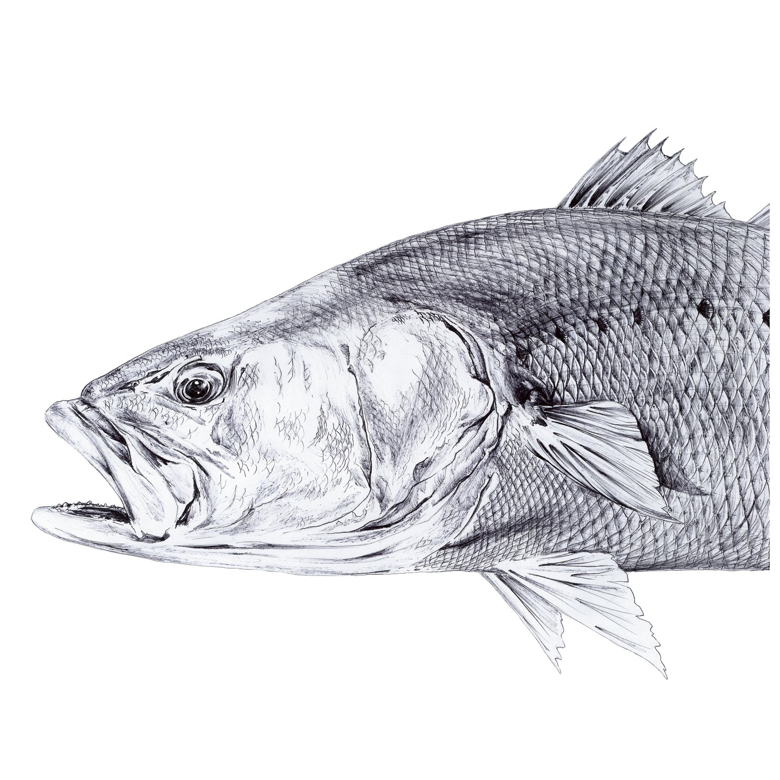 A3 Signed Print of Mulloway Head Black and White Illustration Jimloste ...