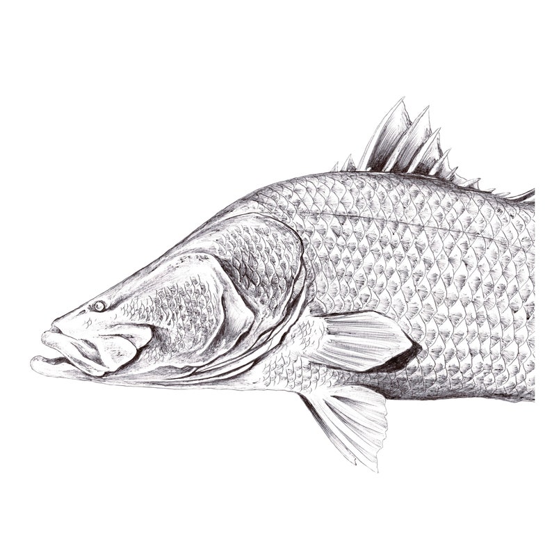 SRA3 Digital Art Print of Barramundi on Linen Paper - Etsy
