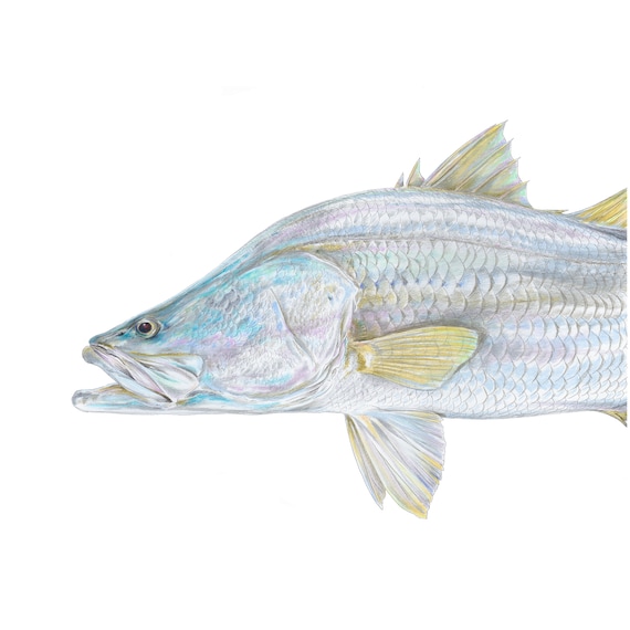Digital Prints SRA3 signed print of jumping barramundi illustration by ...