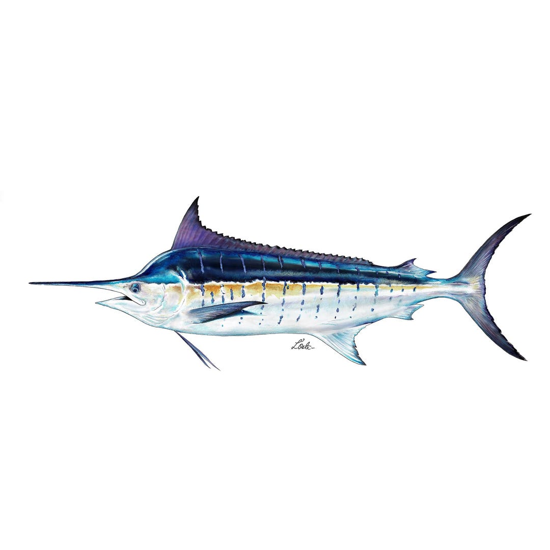 Blue Marlin Fish Art Print | Colour Hand-drawn Illustration | Fishing ...
