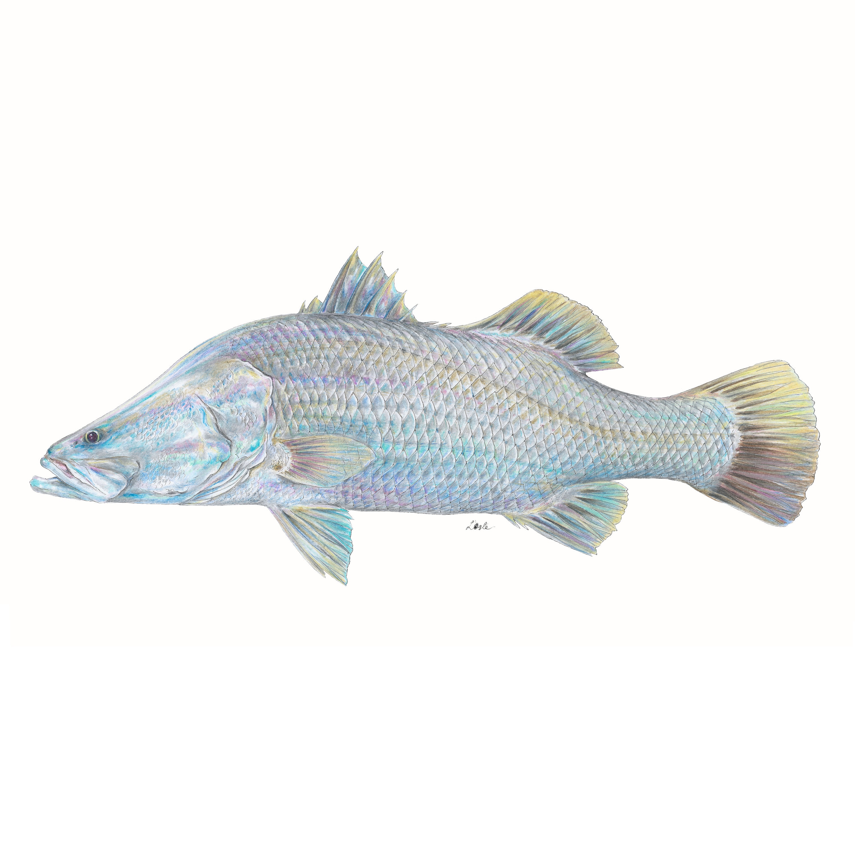 SRA3 Hand Embellished Signed Print of Blue-tinged Barramundi ...
