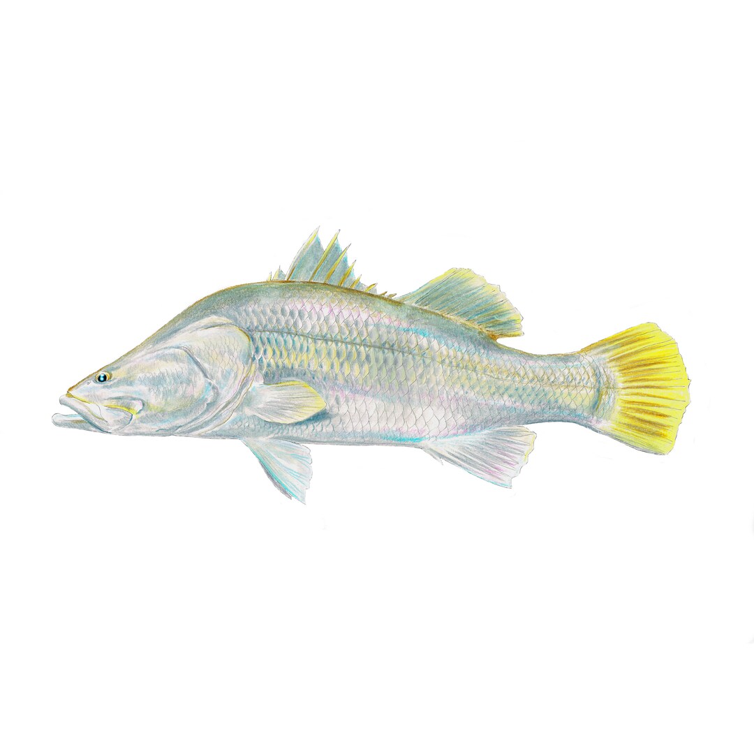 Hand Embellished Barramundi Rossiter A2 Art Print Fishart Barra Fish ...