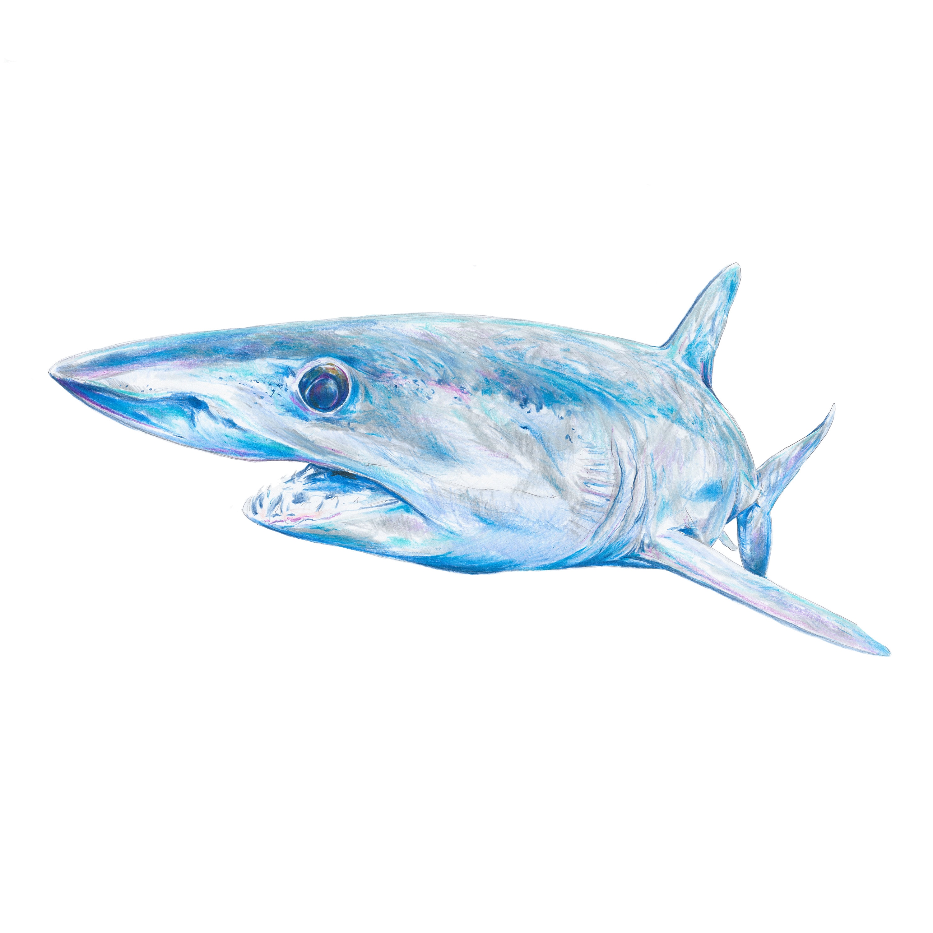 How To Draw A Mako Shark
