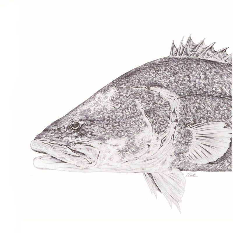 Murray Cod Art - Etsy Australia