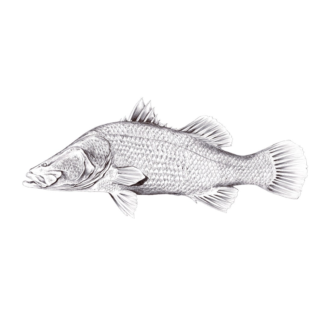 SRA3 Digital Art Print of Barramundi on Linen Paper - Etsy