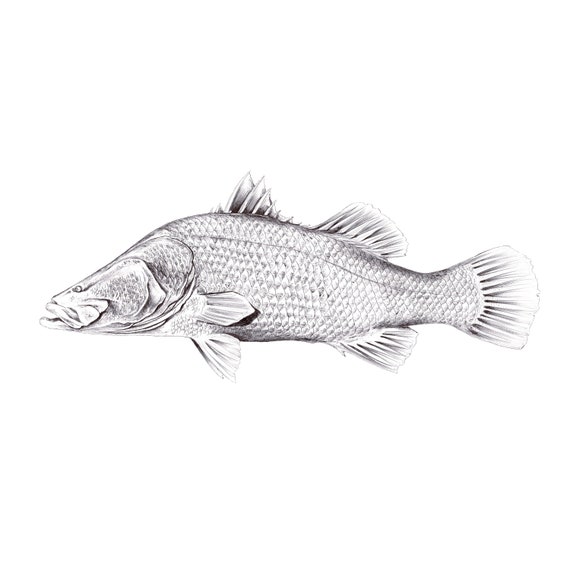Digital Prints SRA3 signed print of jumping barramundi illustration by ...